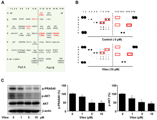 Vitexicarpin Induces Apoptosis and Inhibits Metastatic Properties via ...