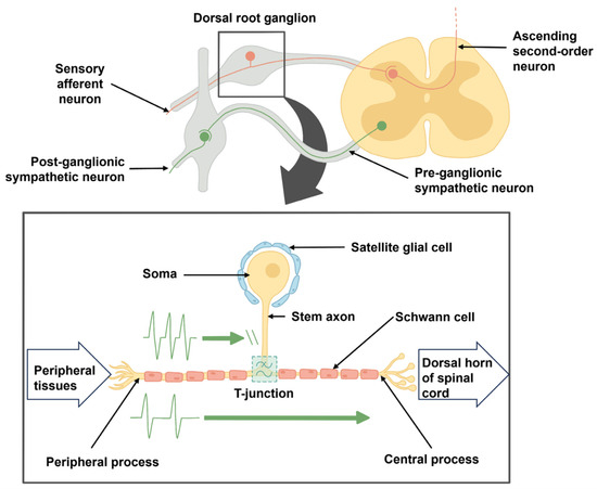 Mechanisms of Action of Dorsal Root Ganglion Stimulation