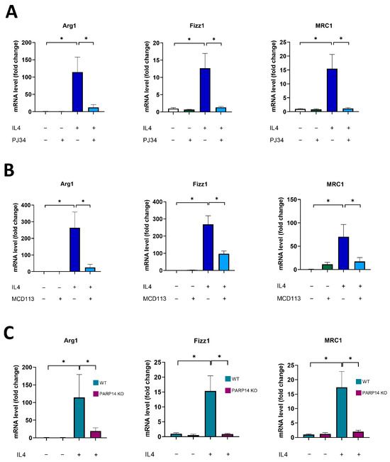 PARP14 Contributes to the Development of the Tumor-Associated ...