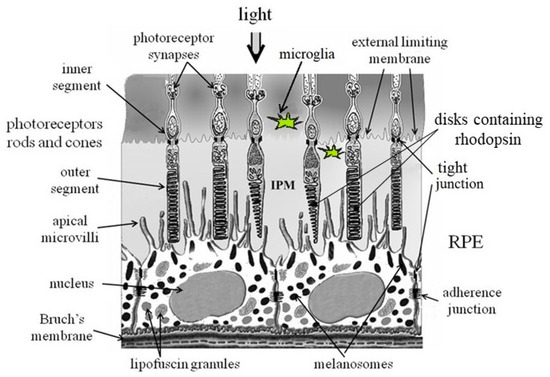 Retinal Pigment Epithelium Pigment Granules: Norms, Age Relations and ...