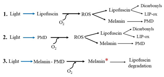 Retinal Pigment Epithelium Pigment Granules: Norms, Age Relations and ...