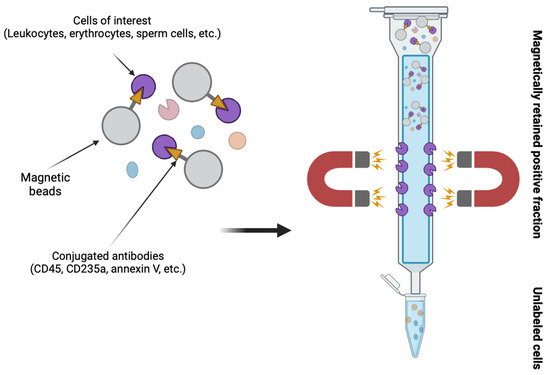 An Alternative Application of Magnetic-Activated Cell Sorting: CD45 and CD235a Based ...