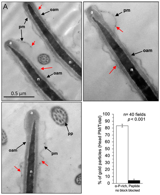IJMS | Free Full-Text | SMA20/PMIS2 Is a Rapidly Evolving Sperm ...