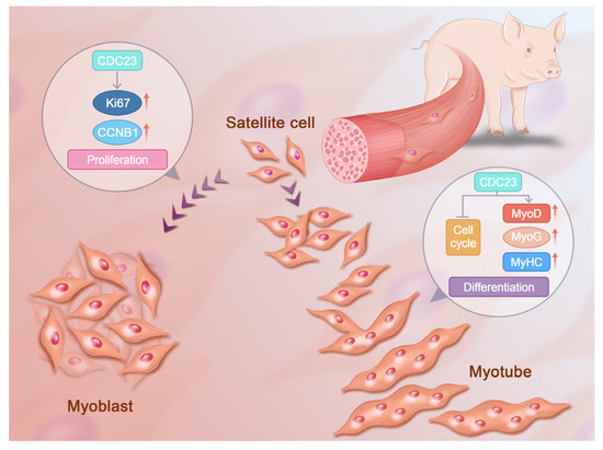 Molecular Regulation of Porcine Skeletal Muscle Development: Insights ...