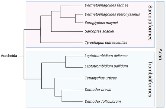 Microscopic Menaces: The Impact of Mites on Human Health