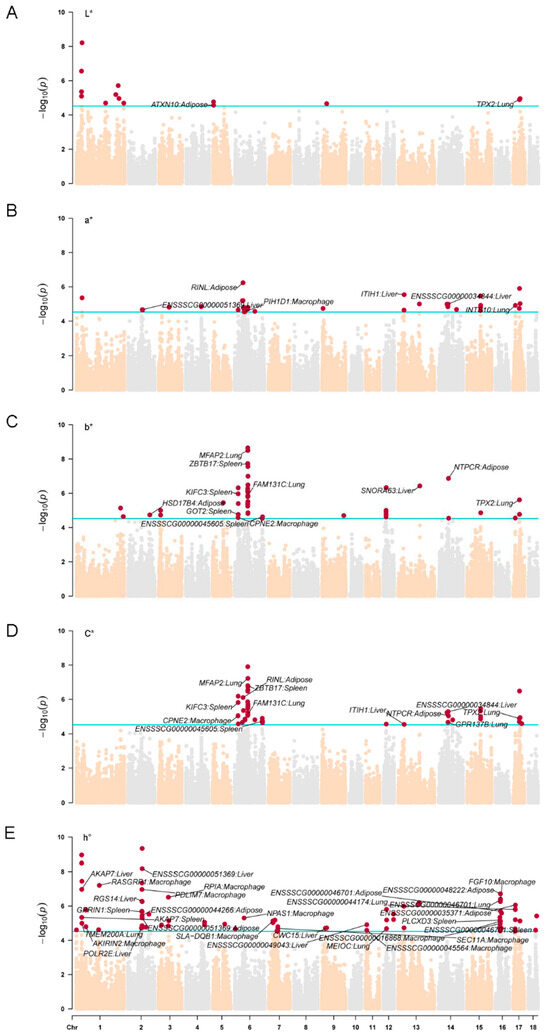 Unveiling the Genetic Mechanism of Meat Color in Pigs through GWAS ...