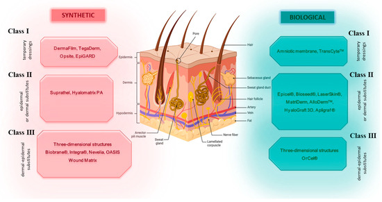 Bioengineering Skin Substitutes for Wound Management—Perspectives and ...