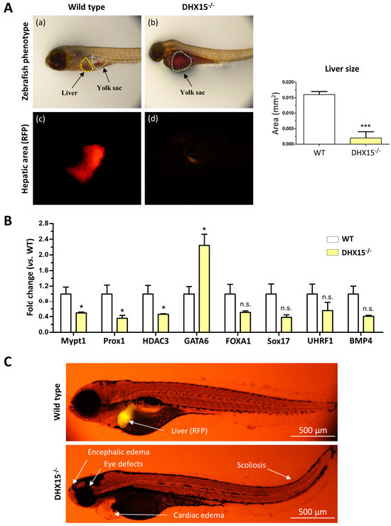 Identification of Dhx15 as a Major Regulator of Liver Development ...