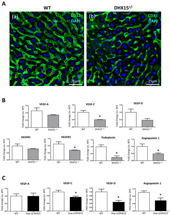 IJMS | Free Full-Text | Identification of Dhx15 as a Major Regulator of ...
