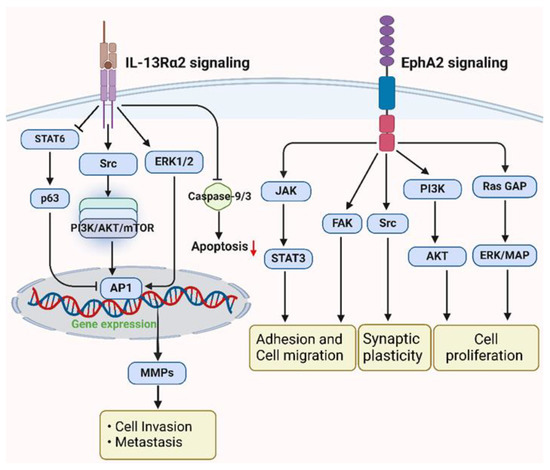 Targeting Interleukin-13 Receptor α2 and EphA2 in Aggressive Breast ...