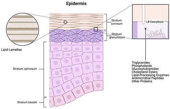 Exploring Skin Wound Healing Models and the Impact of Natural Lipids on ...