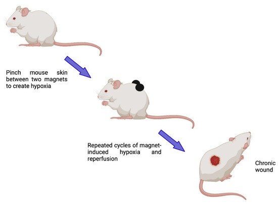 Exploring Skin Wound Healing Models and the Impact of Natural Lipids on ...