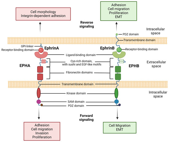 IJMS | Free Full-Text | The Clinical Relevance of the EPH/Ephrin ...