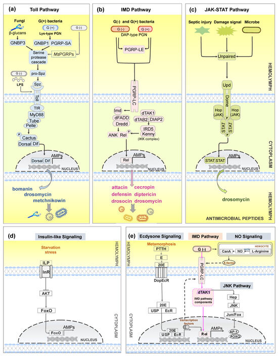 Insect Antimicrobial Peptides as Guardians of Immunity and Beyond: A Review