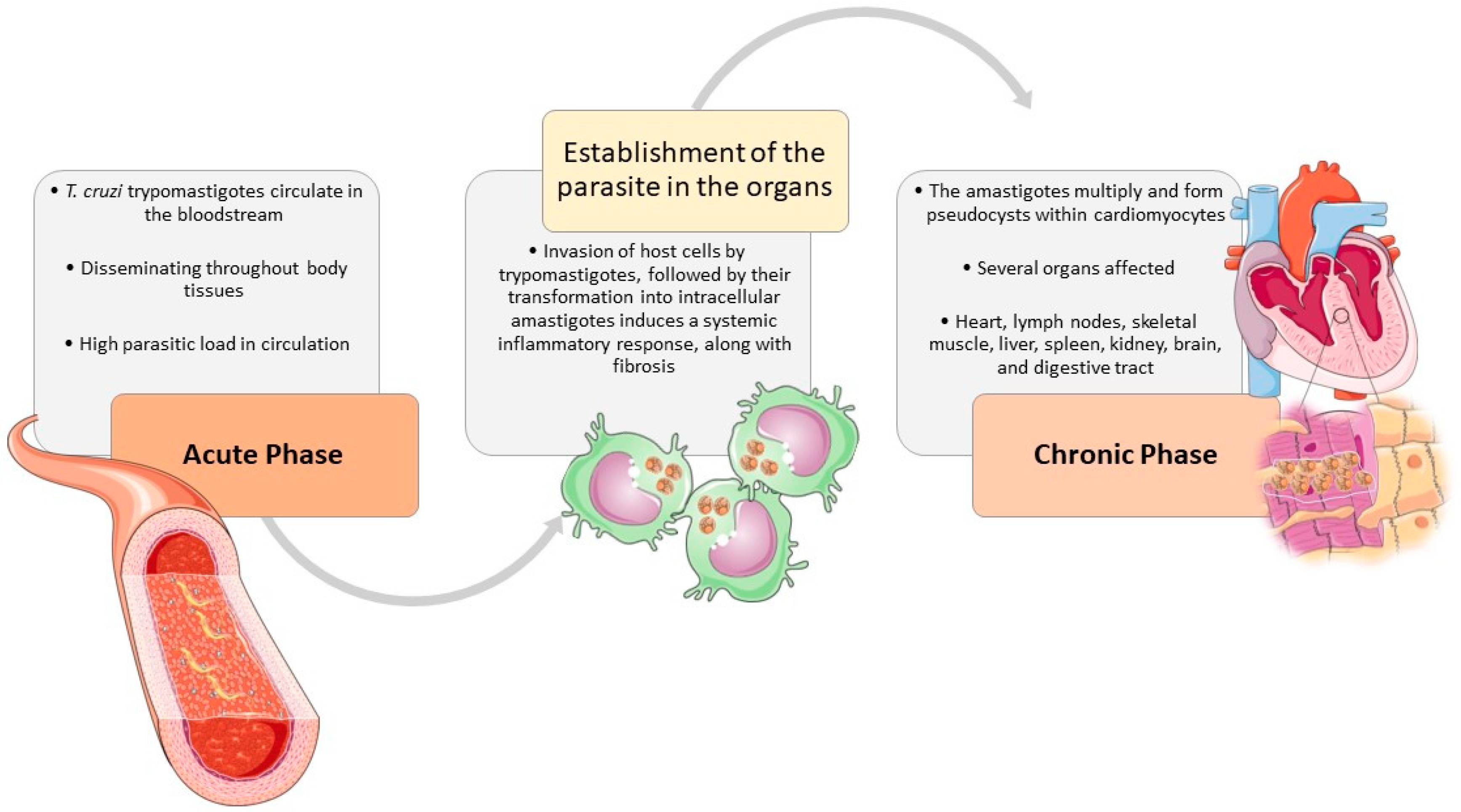 Chagas Disease: A Silent Threat for Dogs and Humans