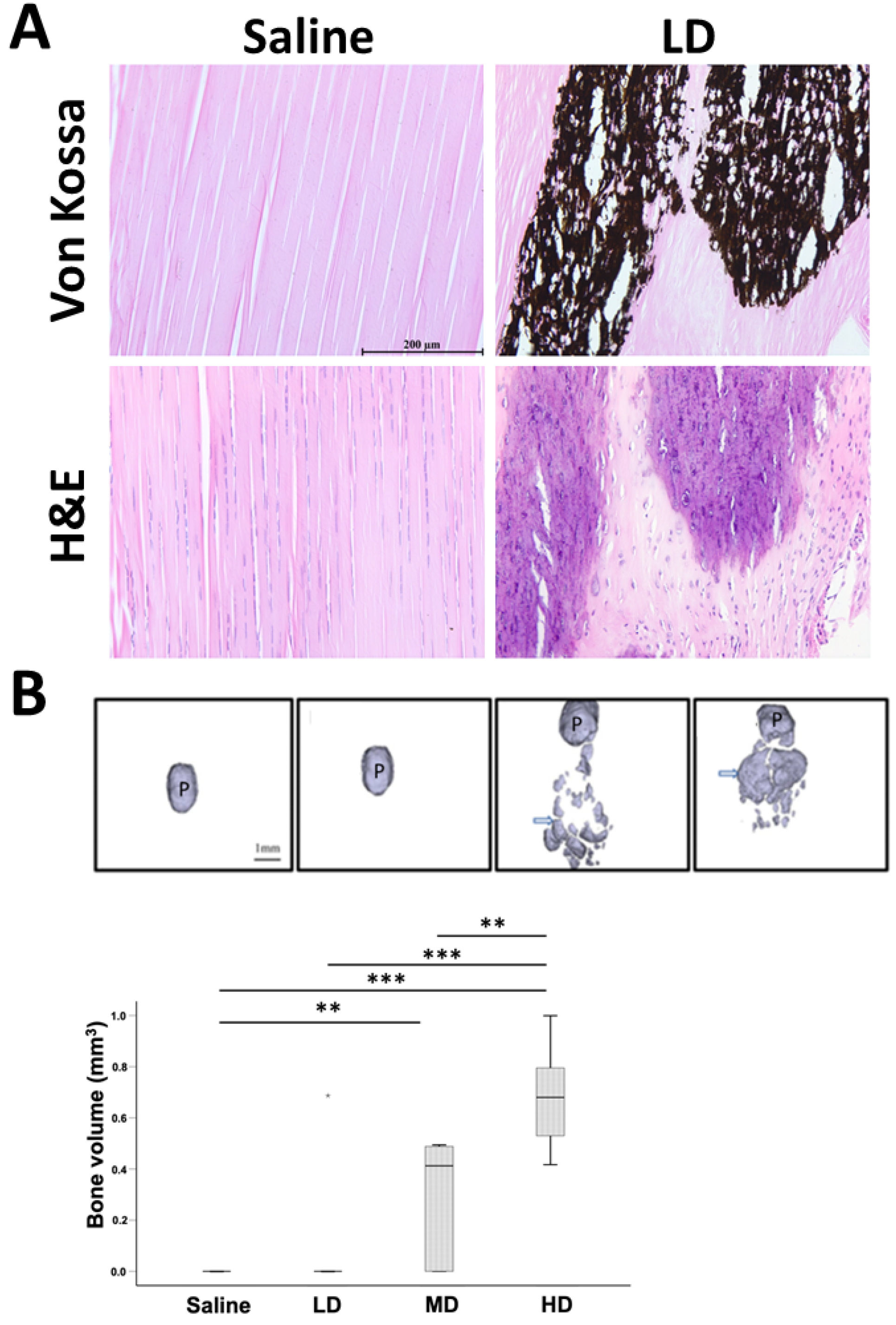 Establishment of a Mouse Degenerative Model of Patellar Tendinopathy ...