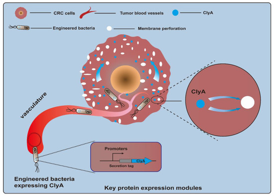 A Review of the Use of Native and Engineered Probiotics for Colorectal ...