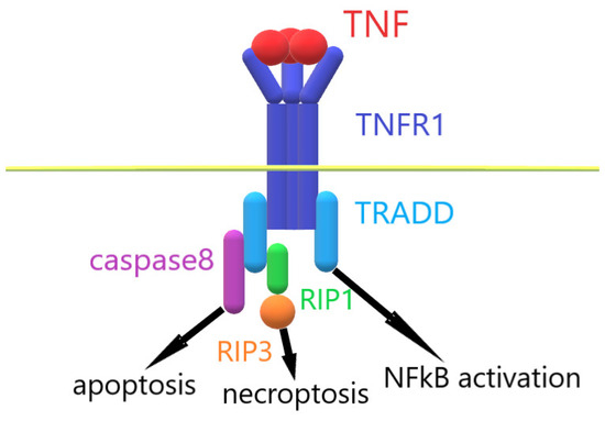 The 12-Membered TNFR1 Peptide, as Well as the 16-Membered and 6 ...