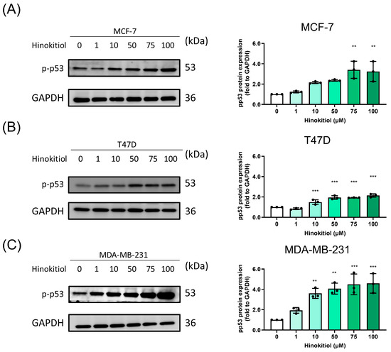Hinokitiol Inhibits Breast Cancer Cells In Vitro Stemness-Progression ...