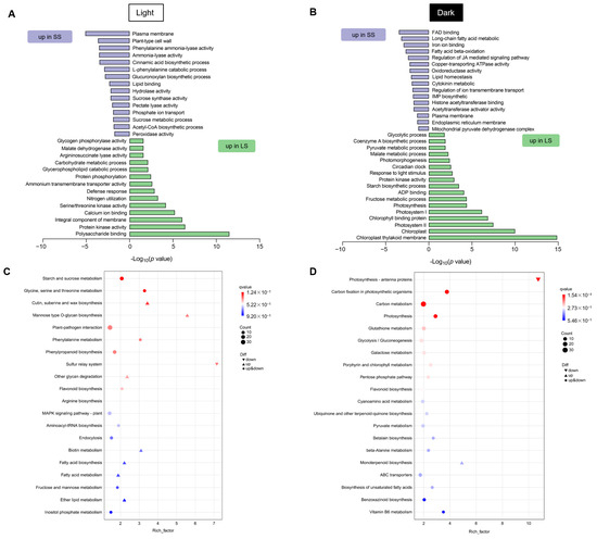 Leaf Senescence Regulation Mechanism Based on Comparative Transcriptome Analysis in Foxtail Millet