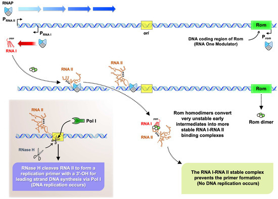 Hfq-Antisense RNA I Binding Regulates RNase E-Dependent RNA Stability ...