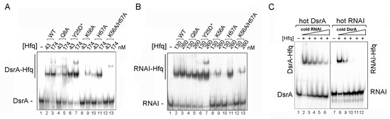 Hfq-Antisense RNA I Binding Regulates RNase E-Dependent RNA Stability ...