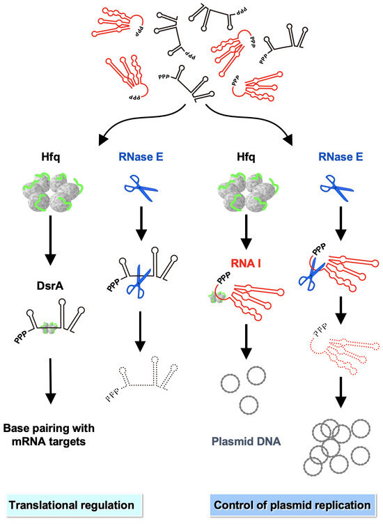 Hfq-Antisense RNA I Binding Regulates RNase E-Dependent RNA Stability ...