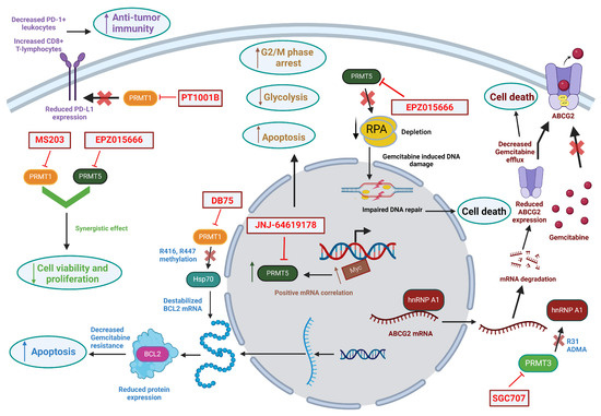 IJMS | Free Full-Text | Protein Arginine Methyltransferases in ...