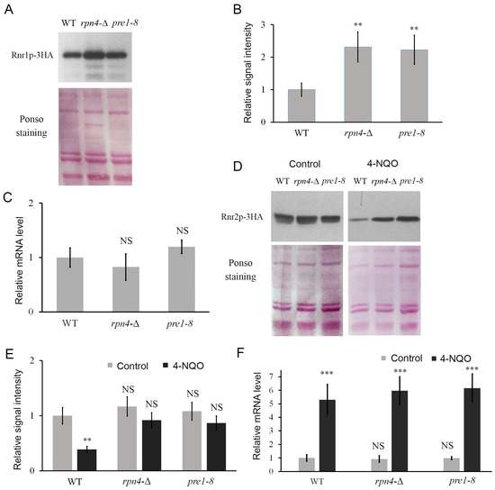 IJMS | Free Full-Text | Synergistic Effect of a Combination of ...