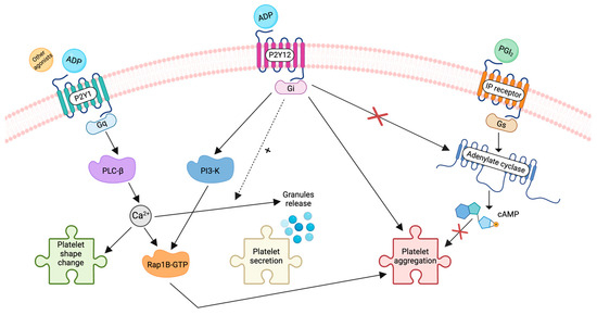 Current Strategies to Guide the Antiplatelet Therapy in Acute Coronary ...