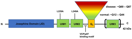 Spinocerebellar Ataxia Type 3 Pathophysiology—Implications for Translational Research and ...