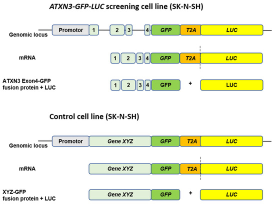 Spinocerebellar Ataxia Type 3 Pathophysiology—Implications for Translational Research and ...