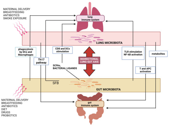 IJMS | Free Full-Text | Microbiota and Immunity during Respiratory Infections: Lung and Gut Affair
