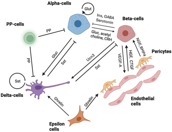 The Importance of Intra-Islet Communication in the Function and ...