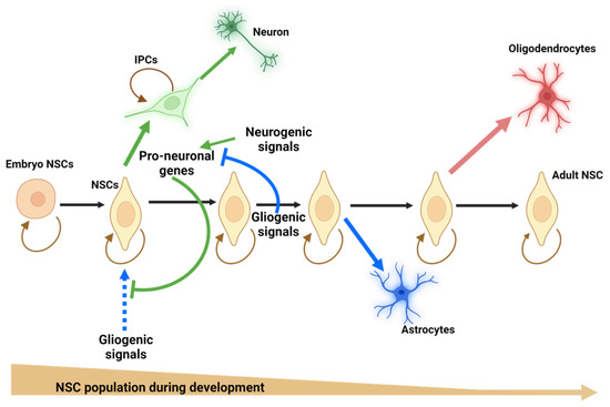 Calcium and Neural Stem Cell Proliferation