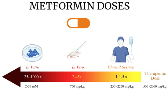 Metformin: A Dual-Role Player in Cancer Treatment and Prevention