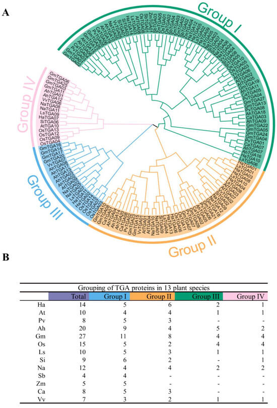 Genome-Wide Identification and Expression Analysis of TGA Family Genes ...