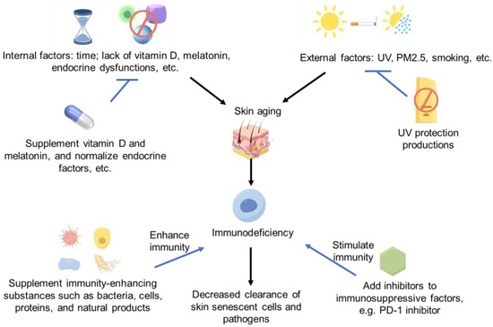 IJMS | Free Full-Text | Research Progress in Skin Aging and Immunity