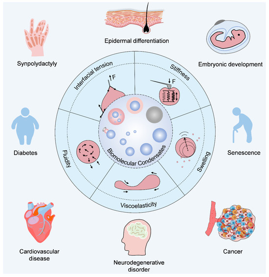 Biomolecular Condensates Decipher Molecular Codes of Cell Fate: From ...