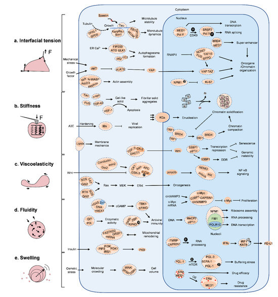 Biomolecular Condensates Decipher Molecular Codes of Cell Fate: From ...