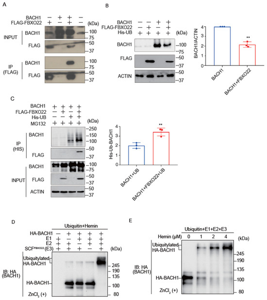 TANK Binding Kinase 1 Promotes BACH1 Degradation through Both ...