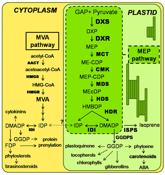 Deoxyxylulose 5-Phosphate Synthase Does Not Play a Major Role in ...