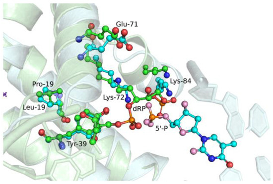 IJMS | Free Full-Text | The Impact of SNP-Induced Amino Acid ...