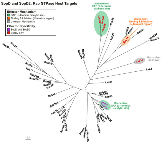 Functional Divergence of the Paralog Salmonella Effector Proteins SopD ...