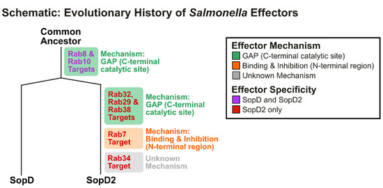 Functional Divergence of the Paralog Salmonella Effector Proteins SopD ...