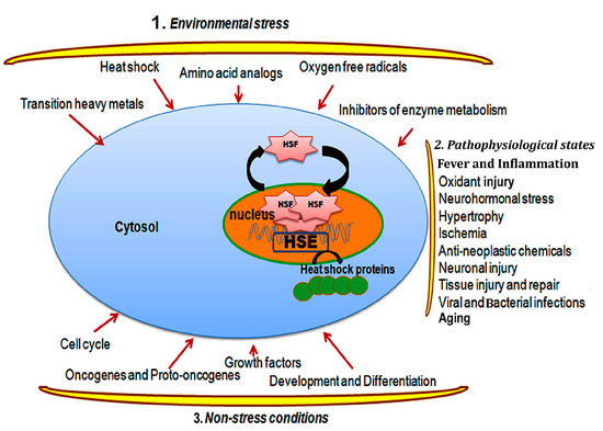 Heat Shock Response and Heat Shock Proteins: Current Understanding and ...