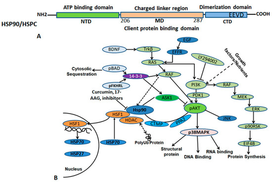 Heat Shock Response and Heat Shock Proteins: Current Understanding and ...