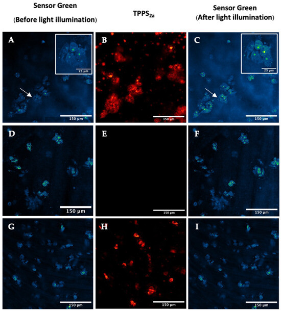 IJMS | Free Full-Text | Cellular Imaging and Time-Domain FLIM Studies ...