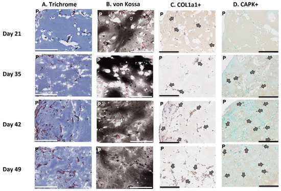 Methodology and Characterization of a 3D Bone Organoid Model Derived ...