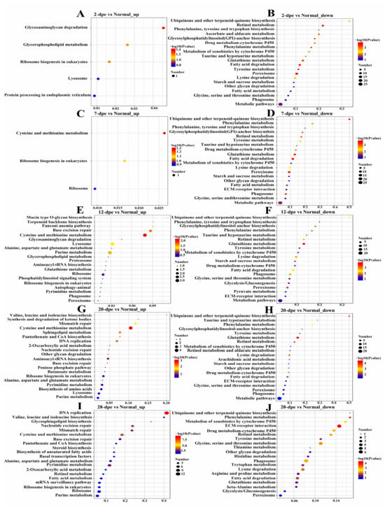 IJMS | Free Full-Text | TMT-Based Quantitative Proteomic Analysis Reveals the Key Role of Cell ...